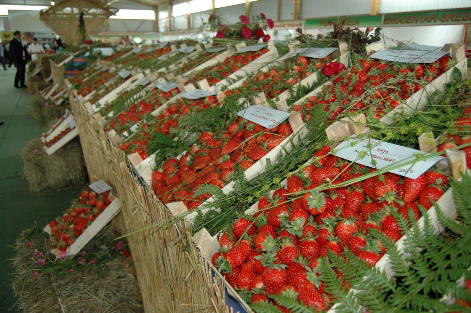 Čelić ponovo domaćin Sajma jagodastog voća