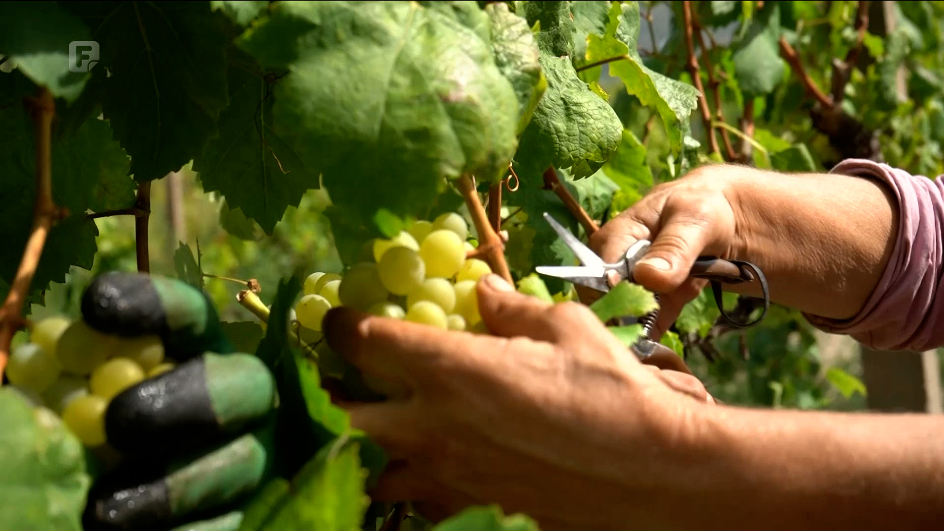 Berba grožđa počela mnogo ranije, manjak je radne snage