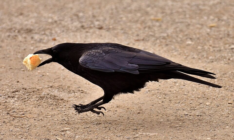 Vrane se po inteligenciji mogu mjeriti s velikim čovjekolikim majmunima